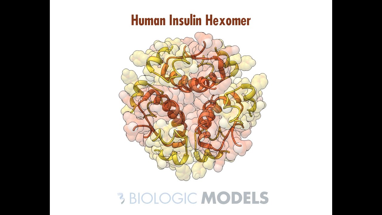 Human Insulin Hexamer 360 Loop - YouTube