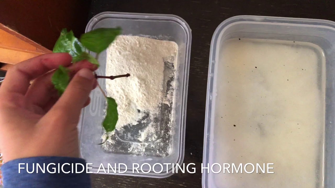 Propagating Fuchsia cuttings - YouTube