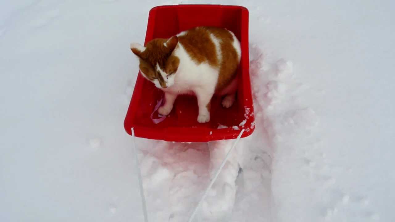 Mozer The Sled Riding Cat - YouTube