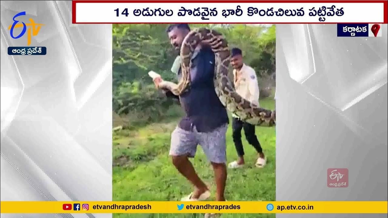 14 Feets of Python Found in Crop Fields in Karnataka - YouTube