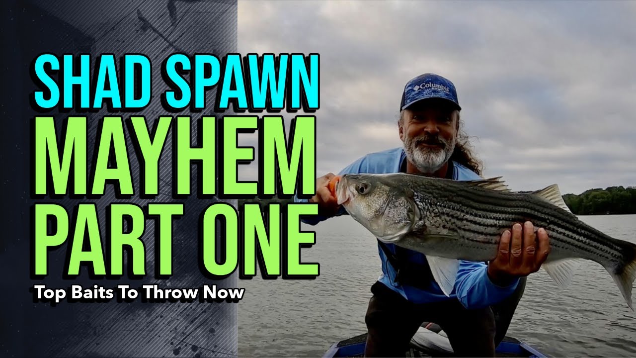 Shad Spawn Mayhem Part One #lakelanierfishing2024 #bassfishing - YouTube