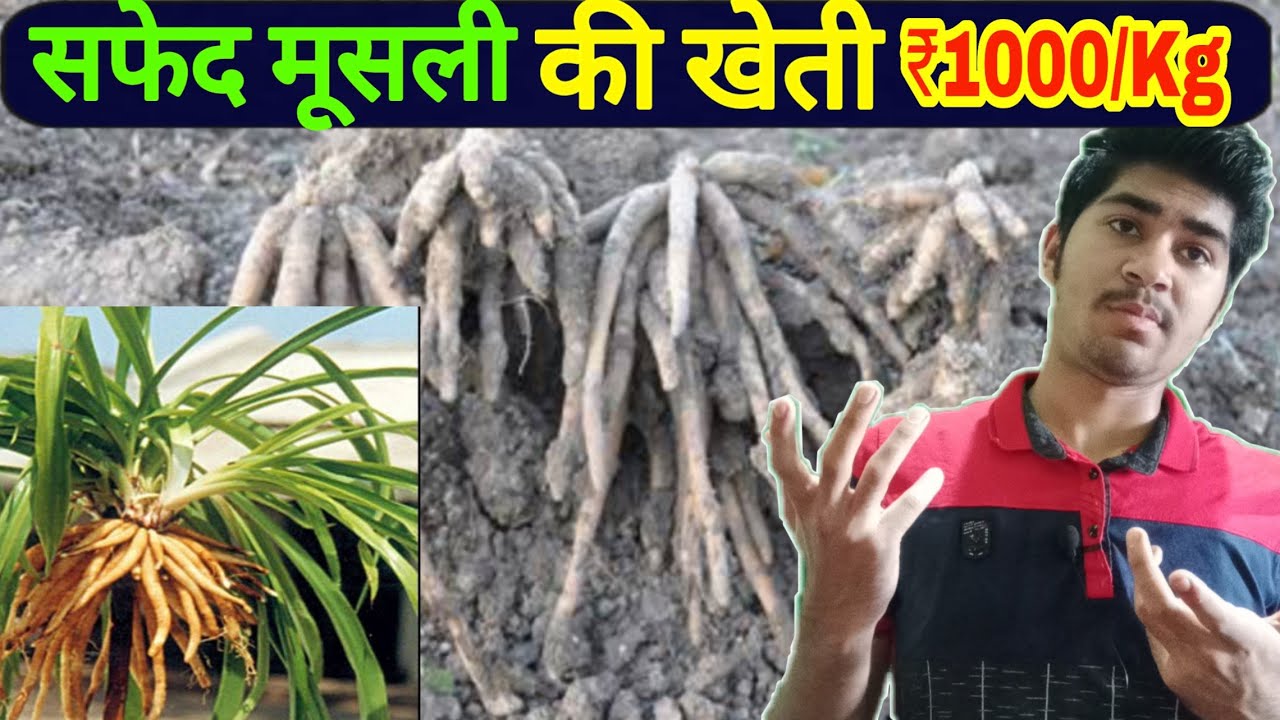 Safed Musli ki kheti in 2021 l सफेद मूसली की खेती कैसे करें l Medicinal ...