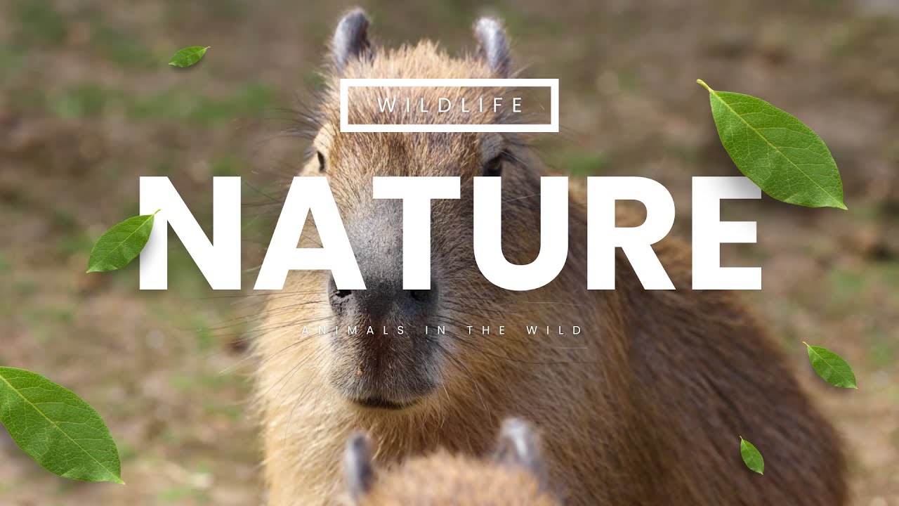 Animals In Nature | Wildlife Background Video HD - YouTube