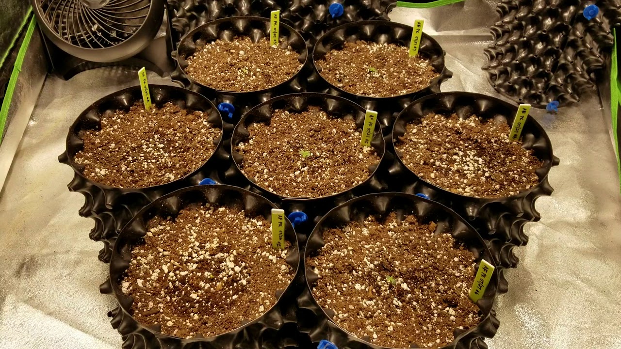 How to Grow Medical Marijuana Seed to Harvest - Day 4 from seed update ...
