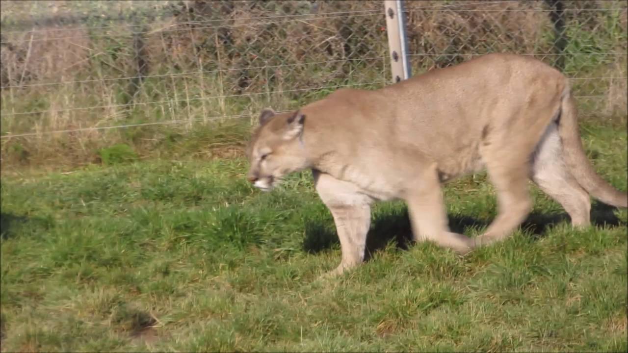 Puma americká - YouTube
