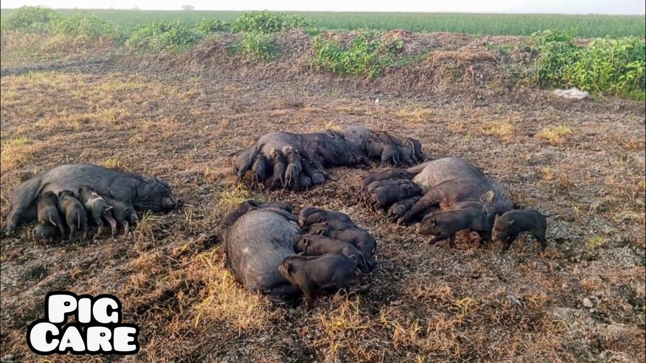 amazing animal activities sukor palon in paTil bille dry mud - YouTube