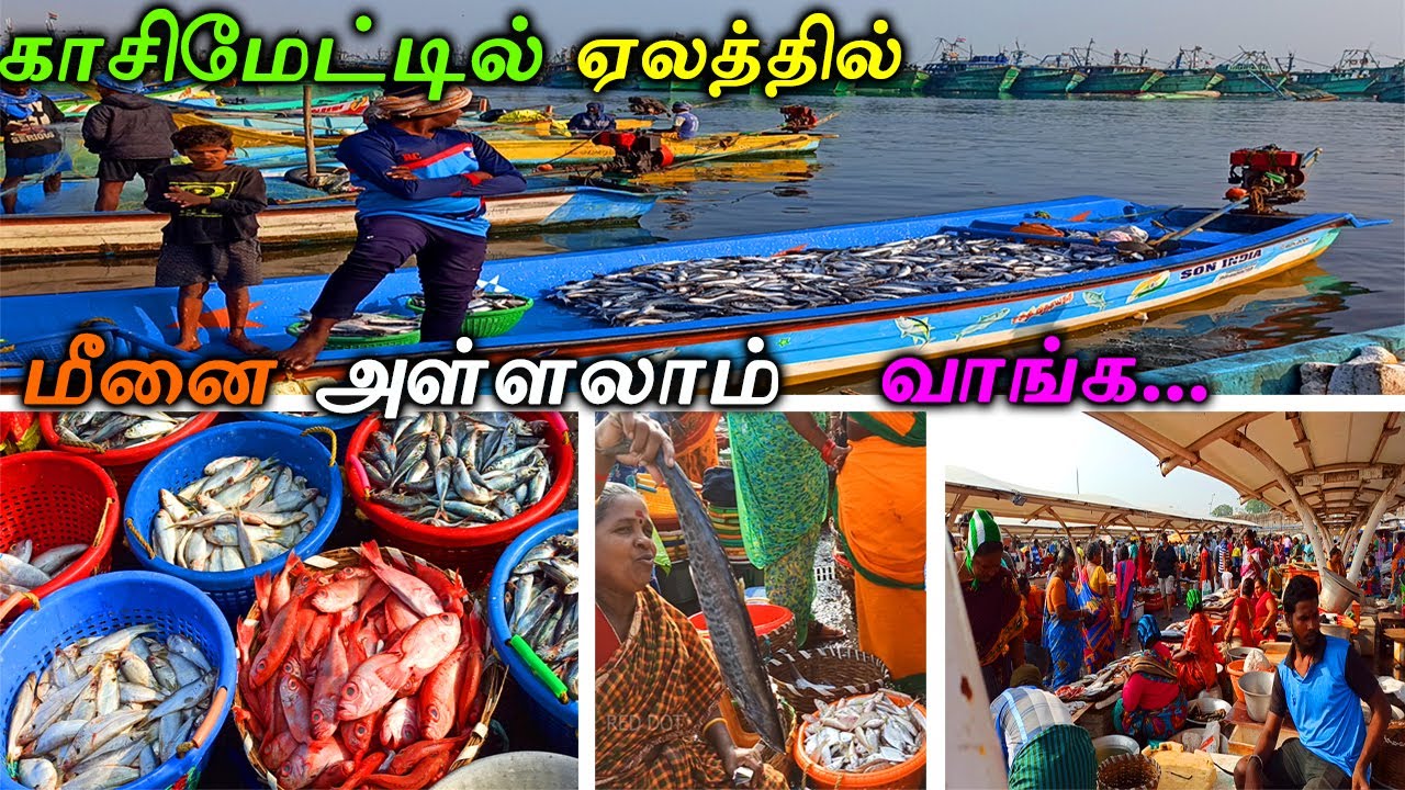 Kasimedu Fish Market | India"s Biggest Fish Market | Kasimedu Fishing ...