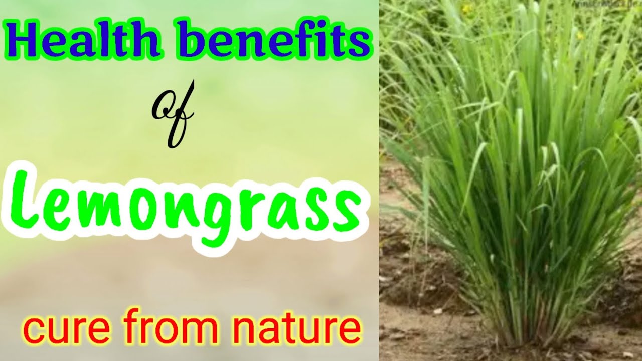 health benefits of lemongrass/ tanglad..@hawudzky - YouTube