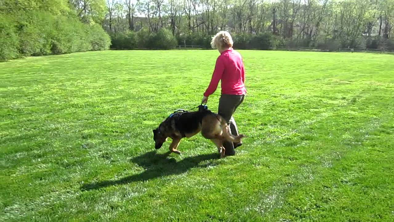 Mason FCE Dog assisted walking - YouTube