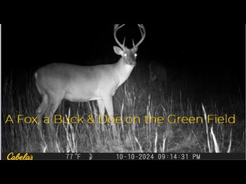 Fox & Buck On the Green Field - YouTube