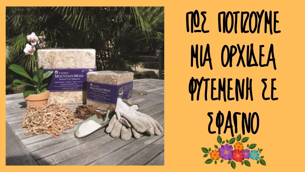 ΠΩΣ ΠΟΤΙΖΟΥΜΕ ΜΙΑ ΟΡΧΙΔΕΑ ΦΥΤΕΜΕΝΗ ΣΕ ΣΦΑΓΝΟ - YouTube