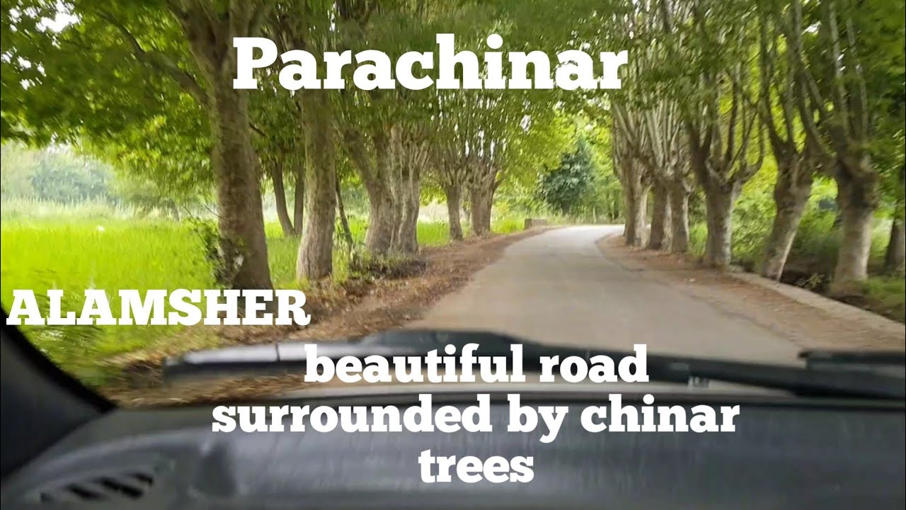 ALAMSHER|ALAMSHER ROAD|PARACHINAR|CHINAR TREES|thousands of chinar ...