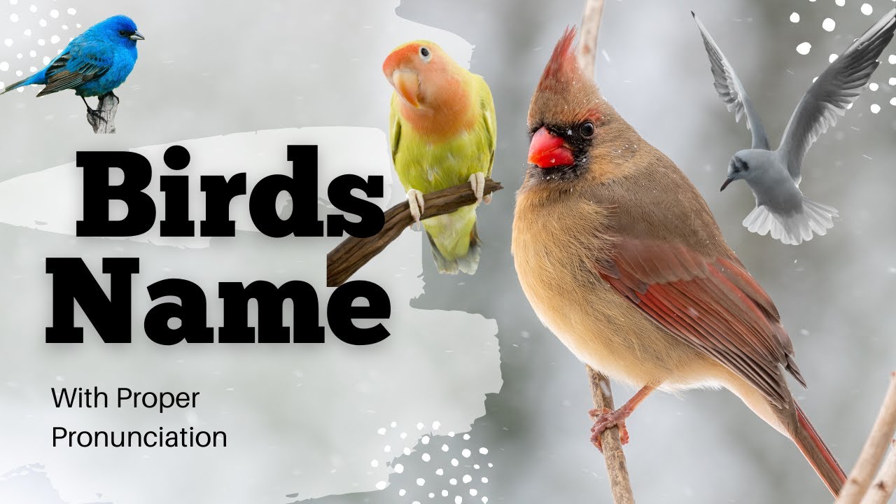 Birds Names with Proper Pronunciation #birdspronunciation #birdsname ...
