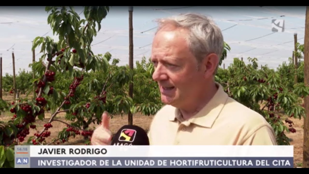 Javier Rodrigo participa en informativos de Aragón TV hablando sobre el ...