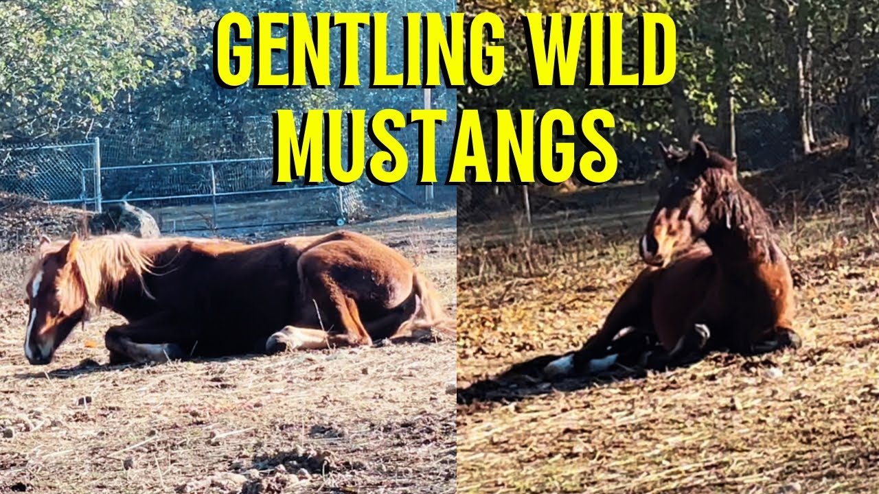 Gentling Mustangs: Building Trust Around Humans ️ - YouTube