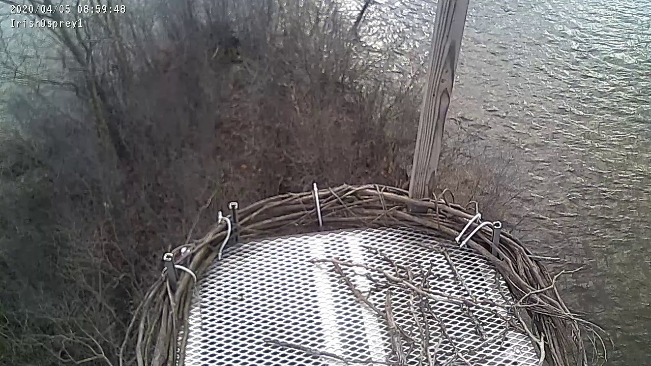 Irish Lake Indiana Osprey Cam Live Stream - YouTube