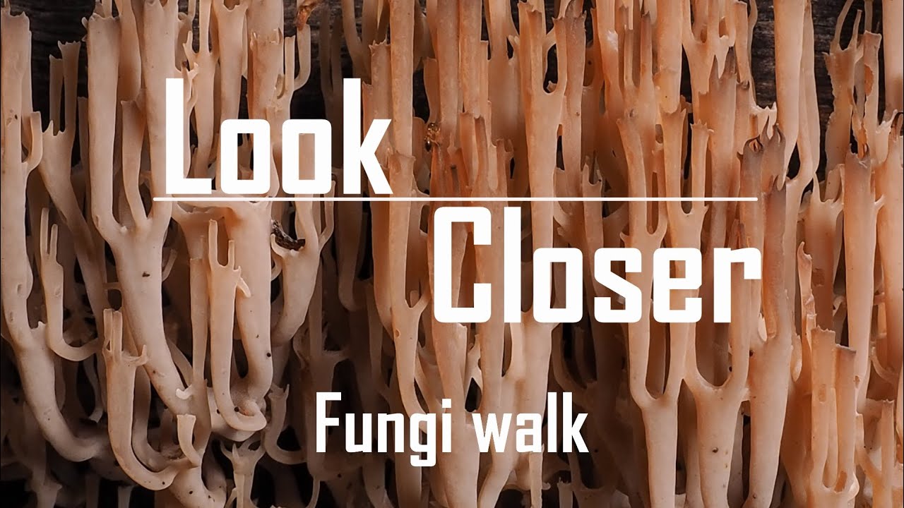 Fungi walk - YouTube