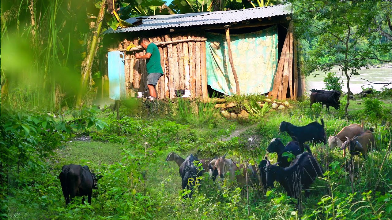 "Exploring Rural Nepal: A Day in the Life of Cows and Goats ...