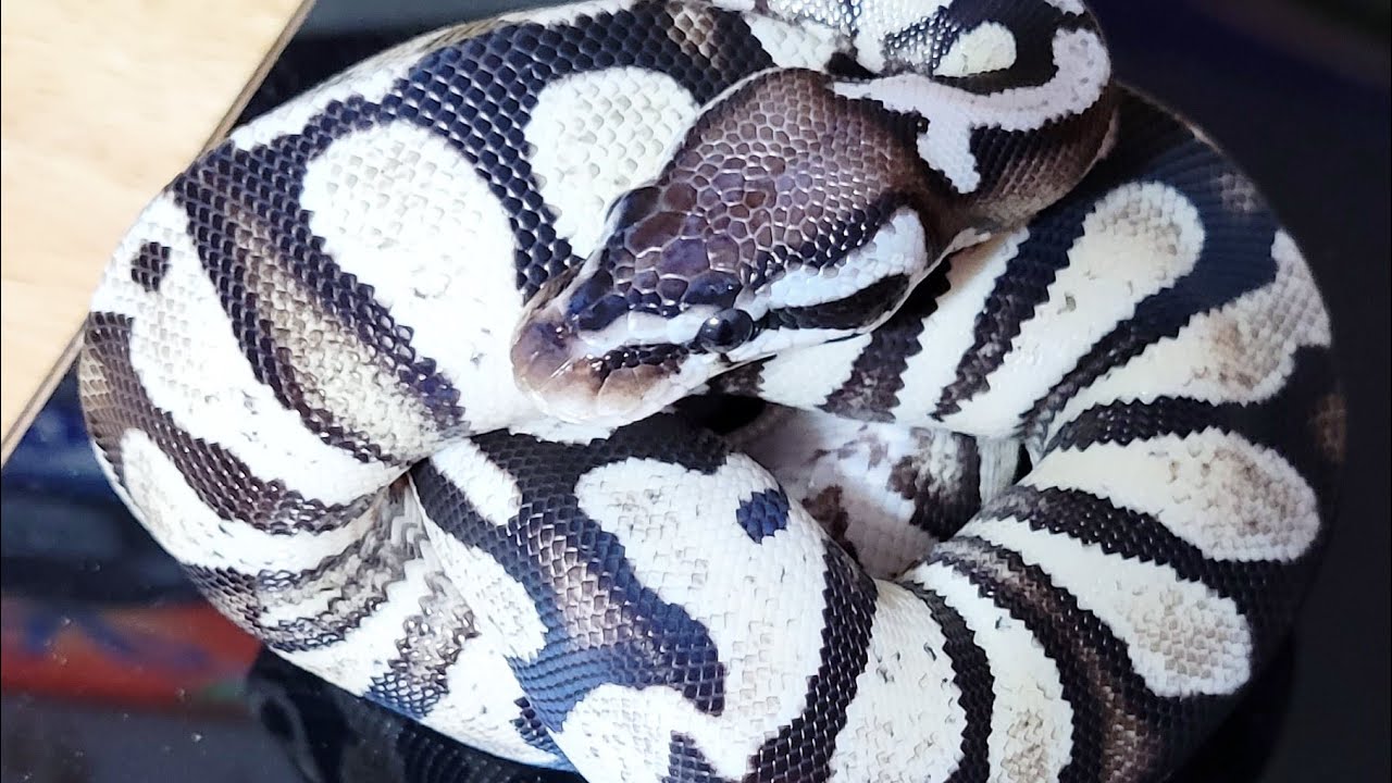 Live! Lets Talk About Different Morphs - YouTube