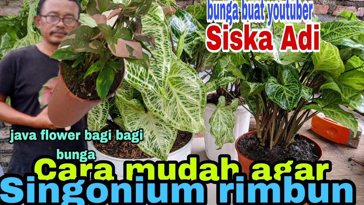 Bunga.Buat Youtuber.Siska.Adi.#singoniumrimbun#mudahperbanyaksingonium# ...