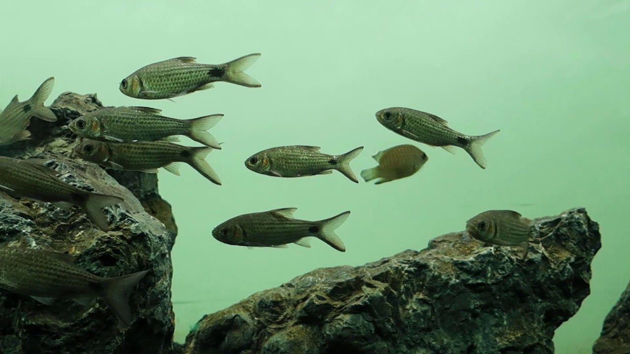 Red cheek barb at Planet Earth Aquarium Mysore - YouTube