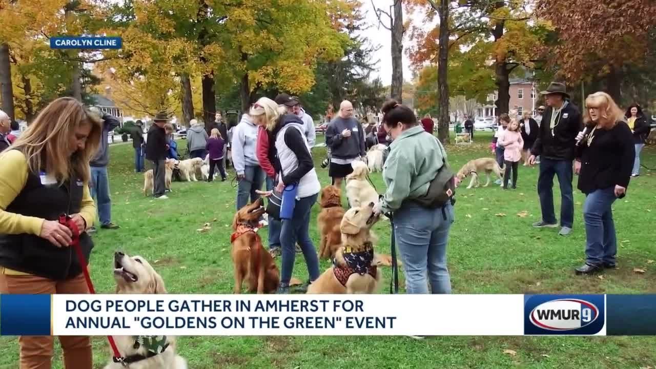 Dog people gather in Amherst for annual "Goldens on the Green" event ...