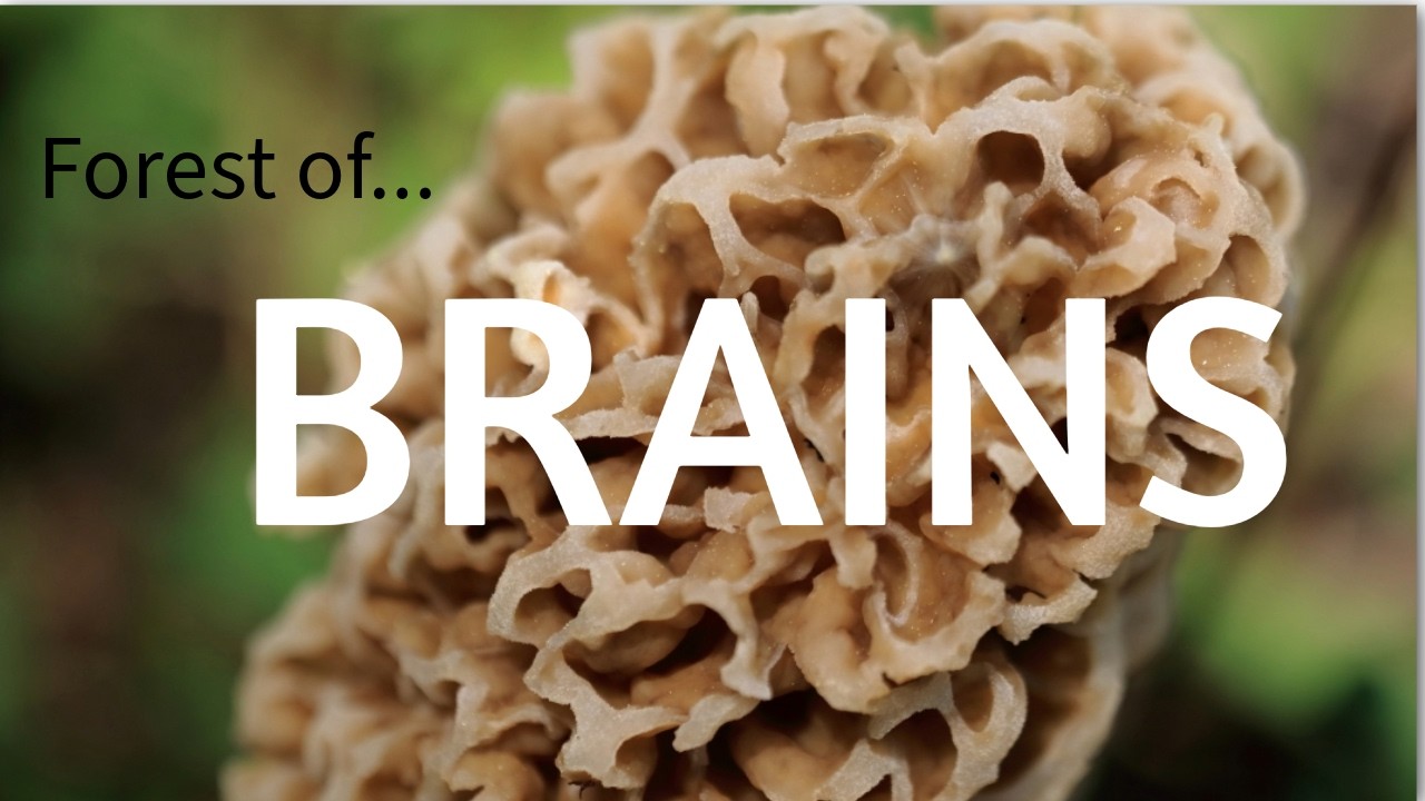 The Forest of Brains & Yard of Flowers #macrophotography #fungus #flowers - YouTube