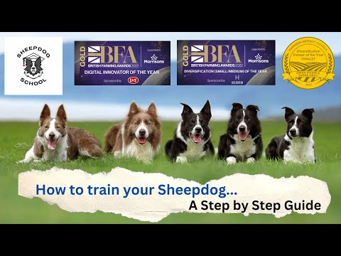 A Step-by-Step Guide to Sheepdog Training from the Sheepdog School ...