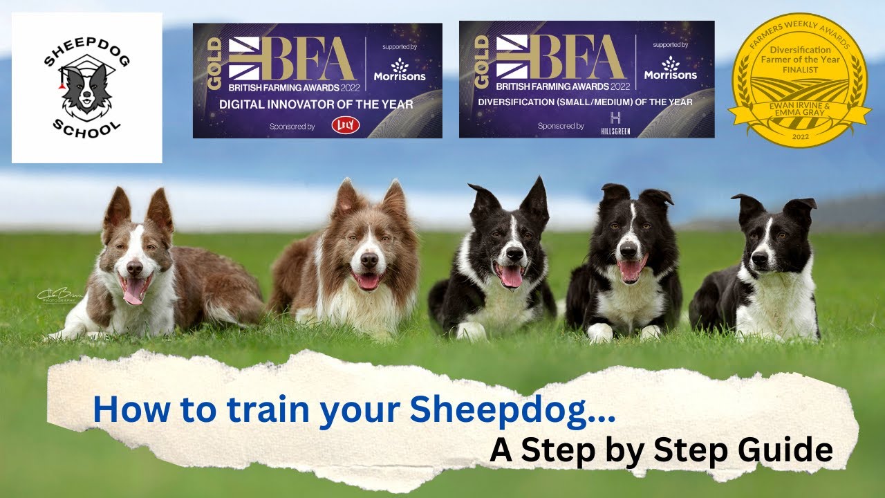 How To Train A Sheepdog - A Step by Step Guide with the Sheepdog School ...