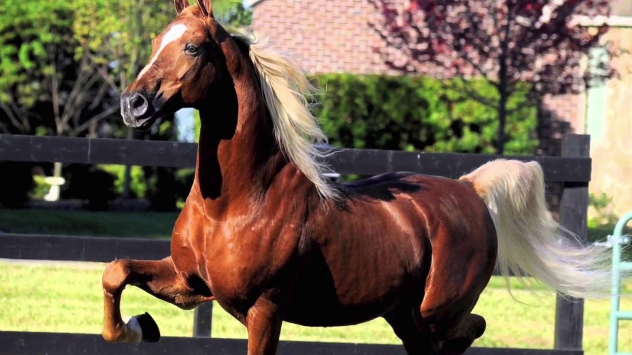 Rasy koni #50- American Saddlebred - YouTube
