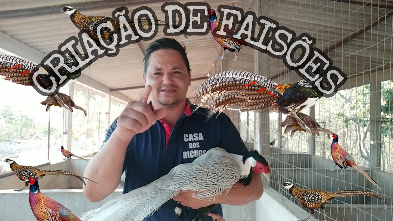 Faisões e seus segredos #faisaoes - YouTube
