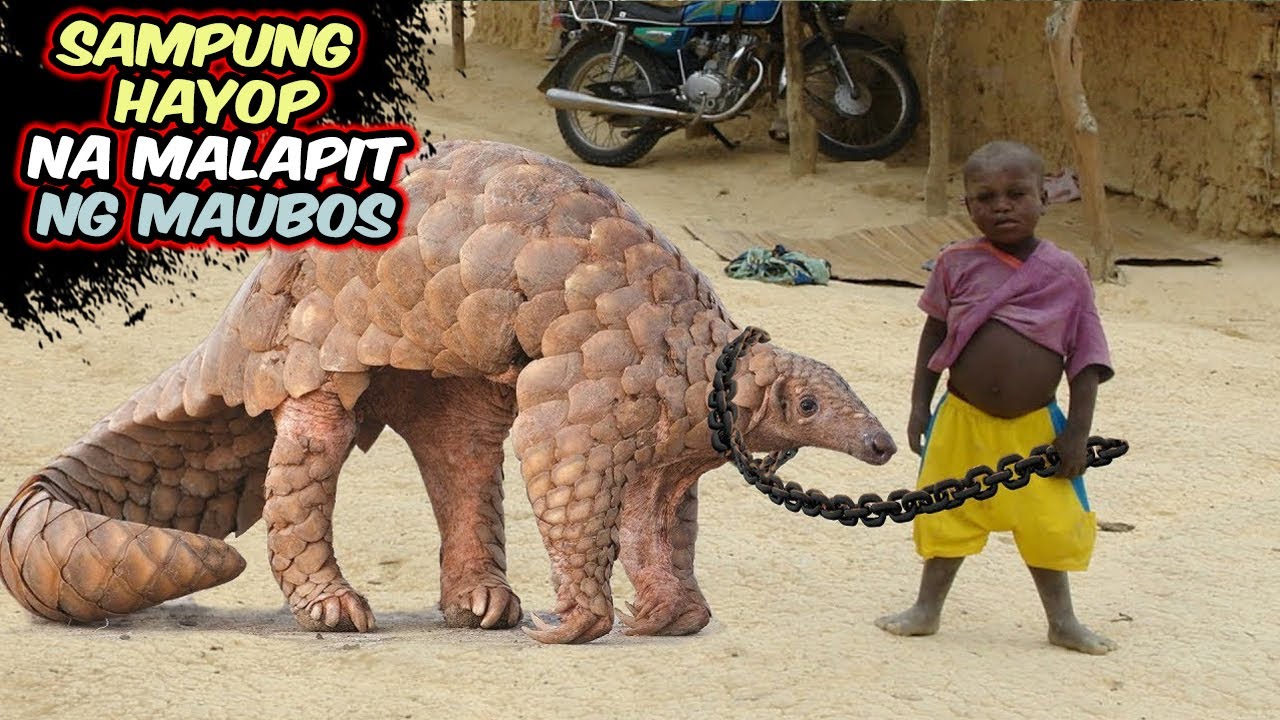 SAMPUNG HAYOP NA MALAPIT NG MAUBOS | Top 10 Animals About To Go EXTINCT ...