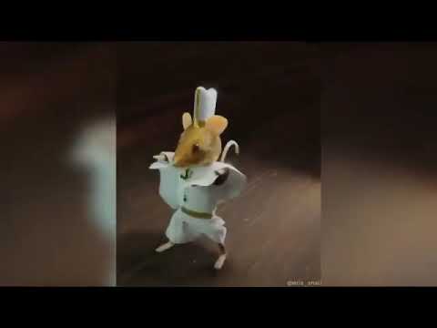 Rata Dorime Novo meme Nuevo meme ( video original ) - YouTube