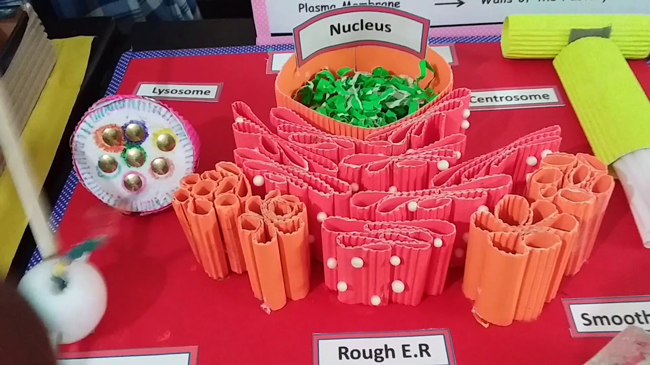 Anagha explaining her science fair exhibit, Cell As A Factory - YouTube