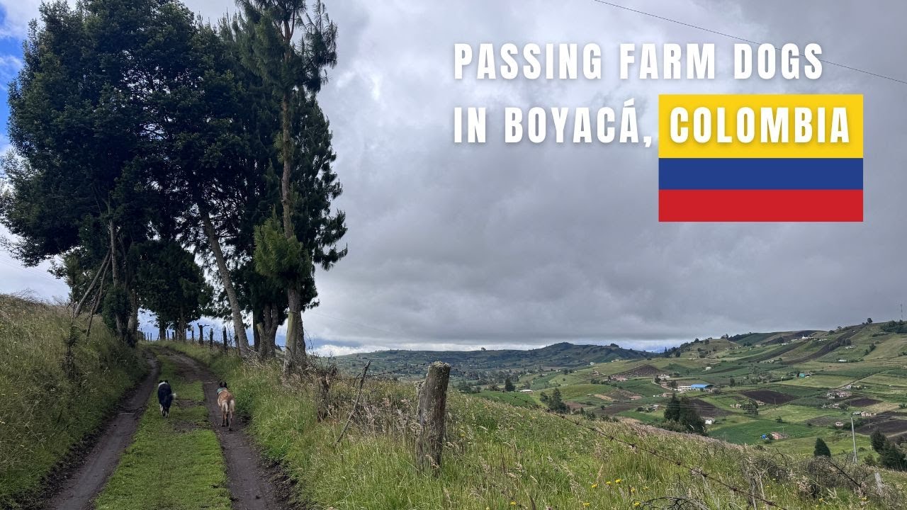 Passing farm dogs on a dog walk, more safe-space creation with a stick ...