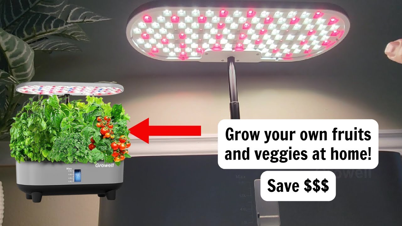 How to grow your own fruits and veggies at home using a Hydroponics ...