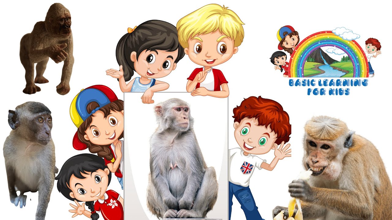 The Best of Monkey - Jungle Beat Compilation - YouTube