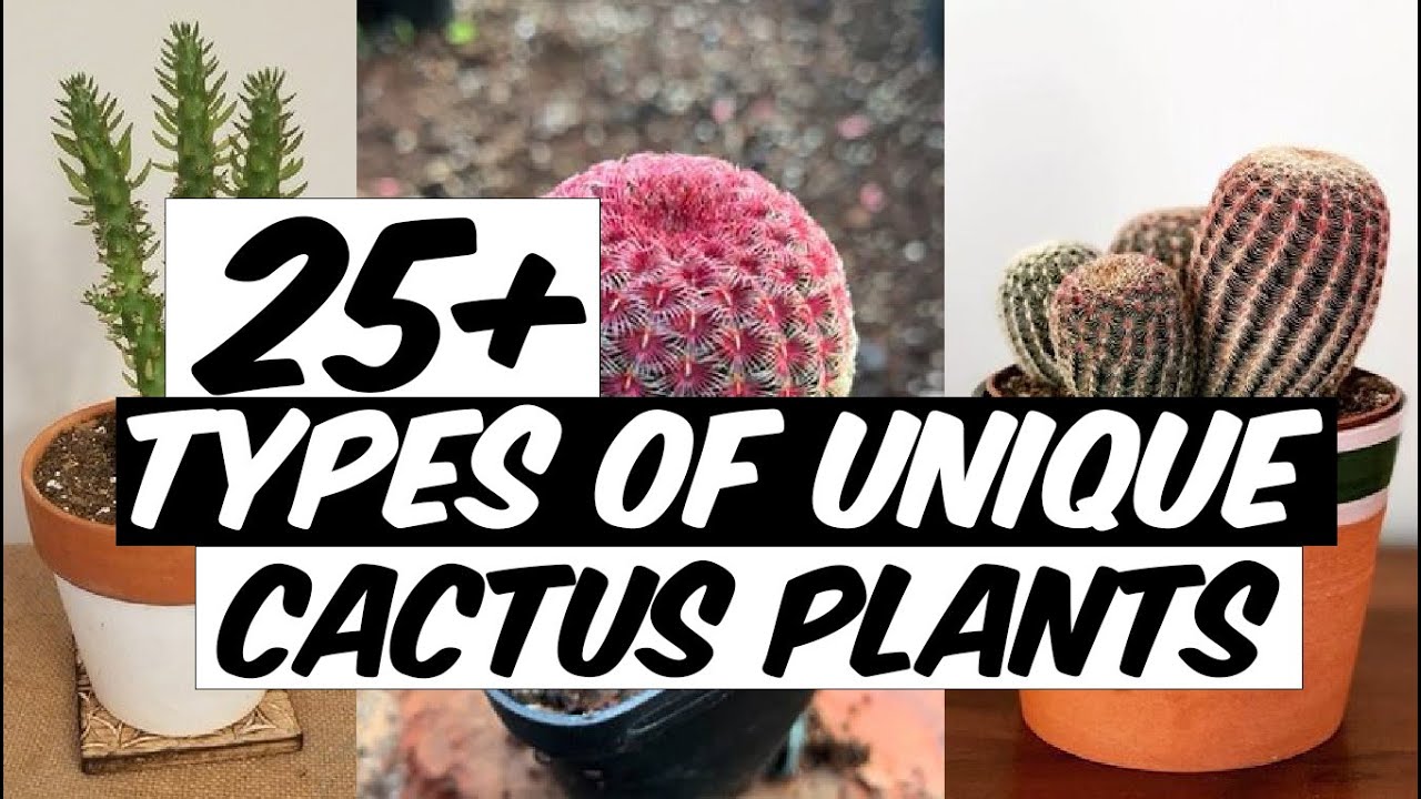 27 Types of Unique Cactus Plants - The Planet of Greens - YouTube