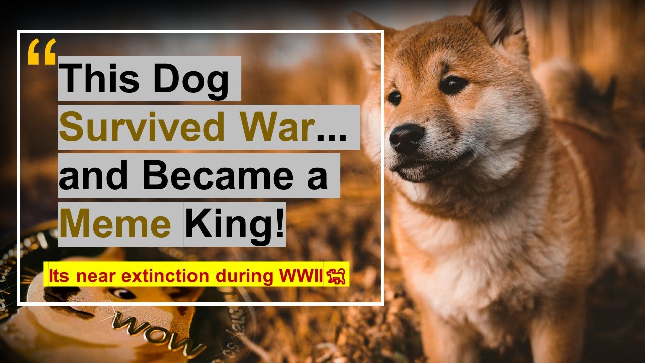 History of the Shiba Inu: Japan’s Ancient Warrior Dog with a Modern ...