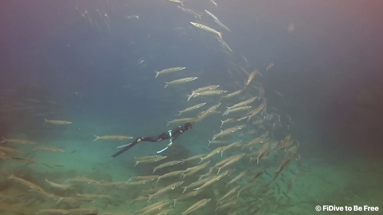 【FiDive】The Most Beautiful Tornado Underwater Made of Freediver ...