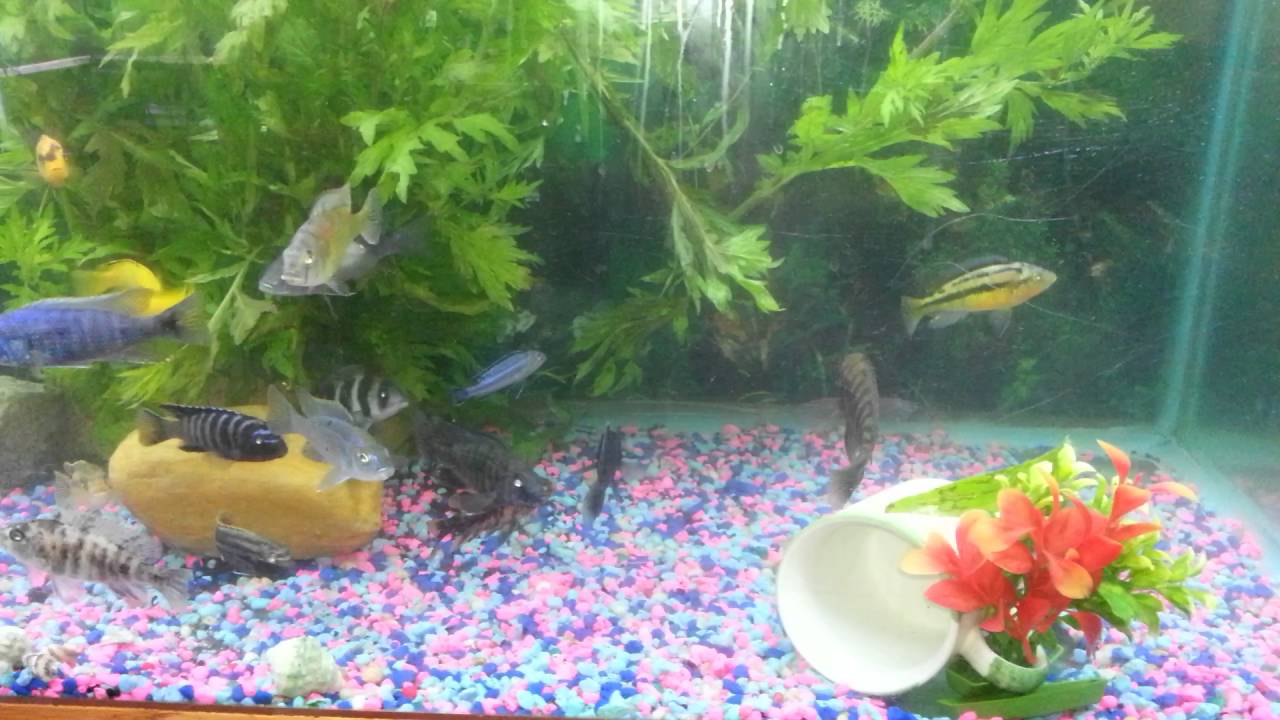 STIZZYS Aquarium is coming soon enjoy - YouTube