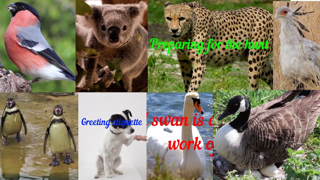 Animal movements and sounds! Written comments on the actions of animals ...