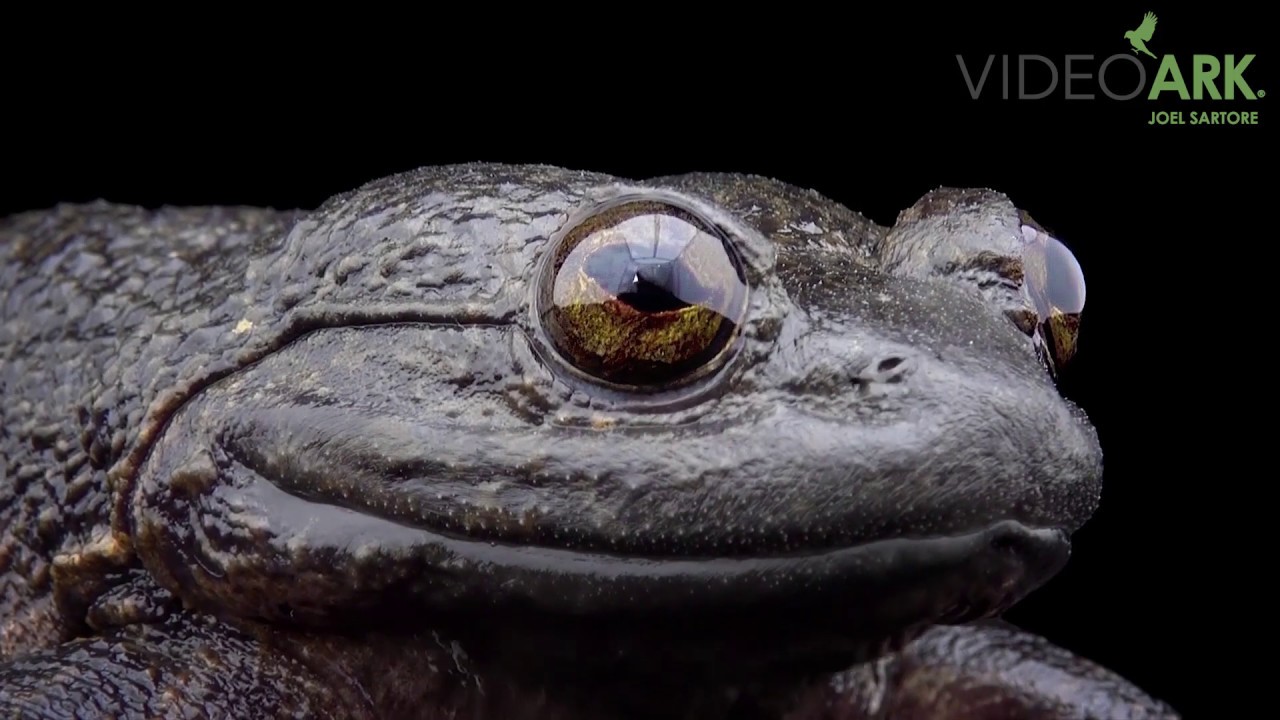 Cameroon giant slippery frog (Conraua robusta) wild caught near Manjo ...