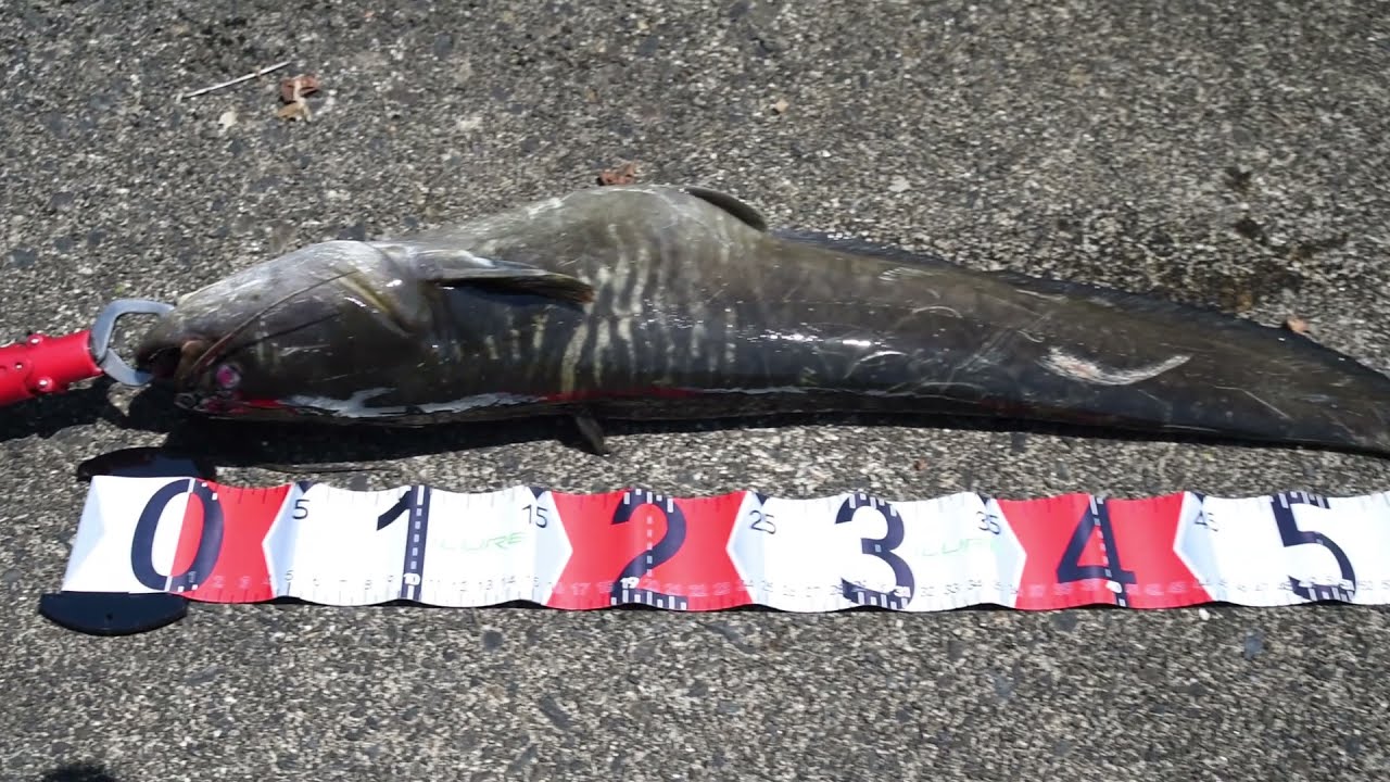 FISHING IN JAPAN. CATFISH (PANTAT)( HITO) USING DEPS WORM. - YouTube