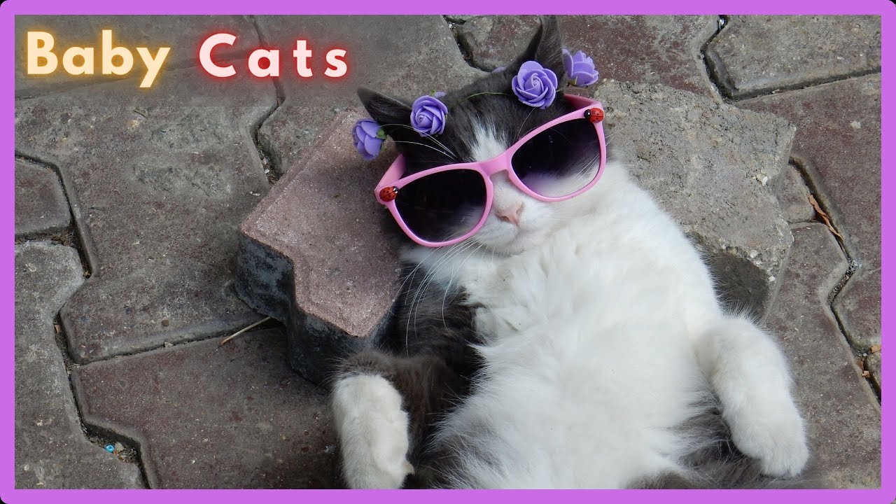 The Cutest and Funniest Baby Cats 16P - Funny Pets in action - YouTube