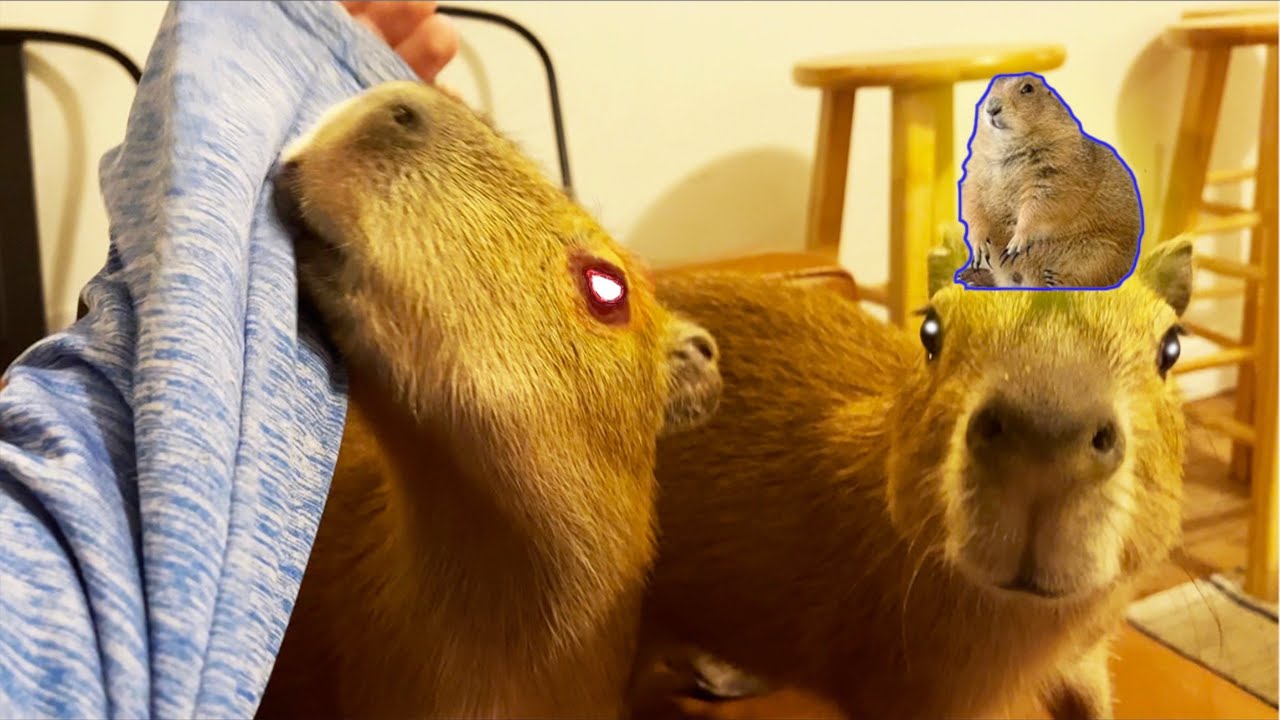 I Spent the Day At the Urban Rescue Ranch (Big Ounce dies) - YouTube