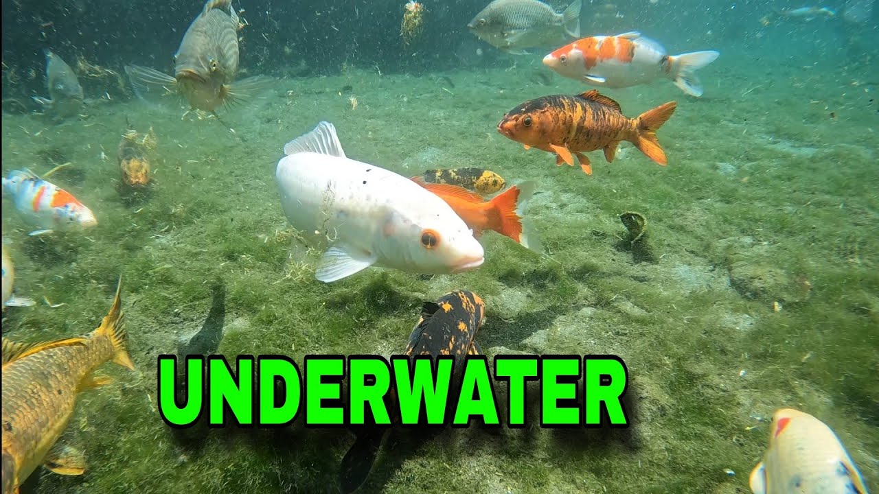 UNDER WATER VIDEO @AGUAKAN COLD SPRING RESORT IN MARAGUSAN DAVAO DE ORO ...