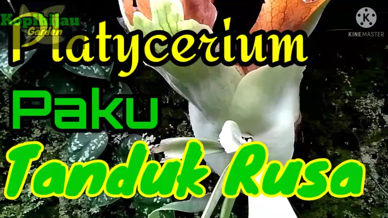 Tanaman Paku Tanduk Rusa - Platycerium - Simbar Menjangan - YouTube