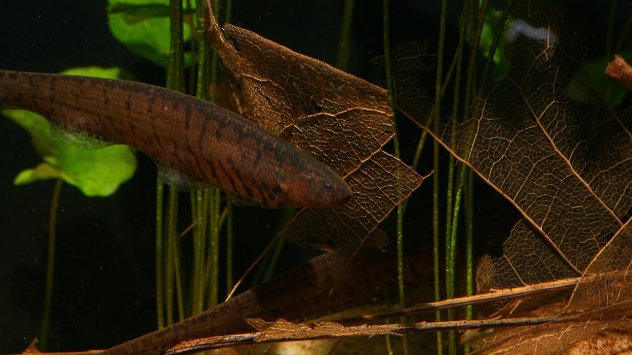 Tiger Knife Fish