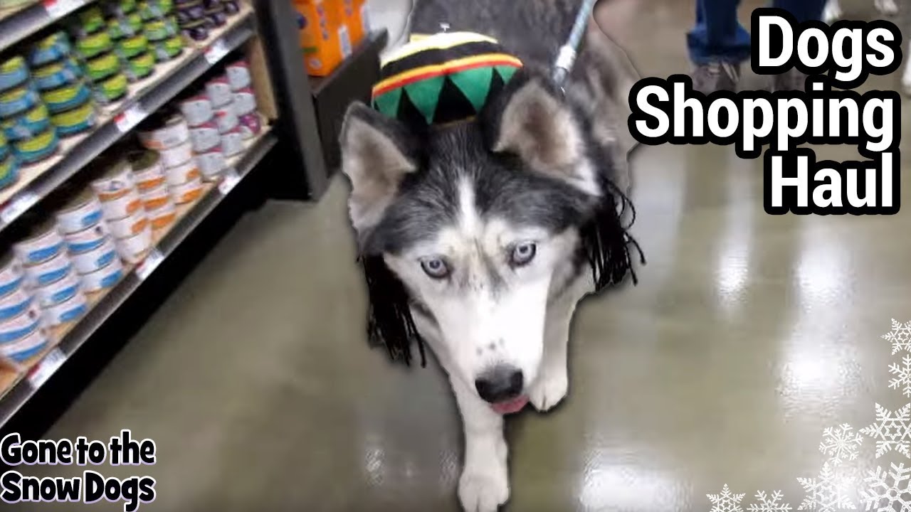 HUSKY GOES SHOPPING | Dogs Go Shopping at Pet Supplies Plus - YouTube